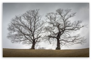 The Trees of Addiction & Recovery – 12-STEP PHILOSOPHY